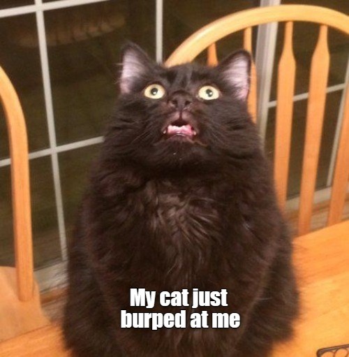 He's Becoming More Like Me Every Day - Lolcats - lol | cat memes ...