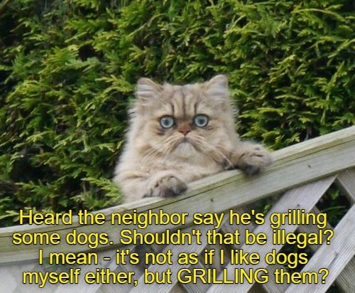 Neighbor can't be serious! - Lolcats - lol | cat memes | funny cats ...