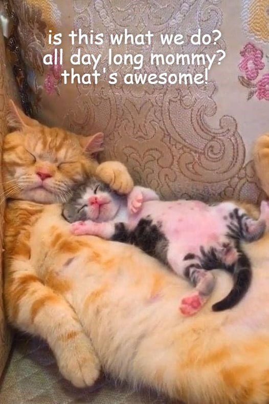 awesome! - Lolcats - lol | cat memes | funny cats | funny cat pictures with words on them ...