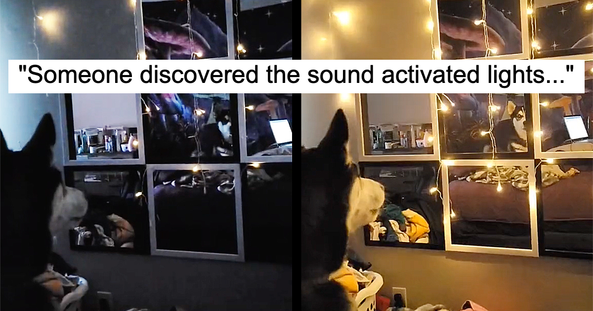 Animal Comedy - stranger things - Animal Comedy - Animal Comedy, funny ...