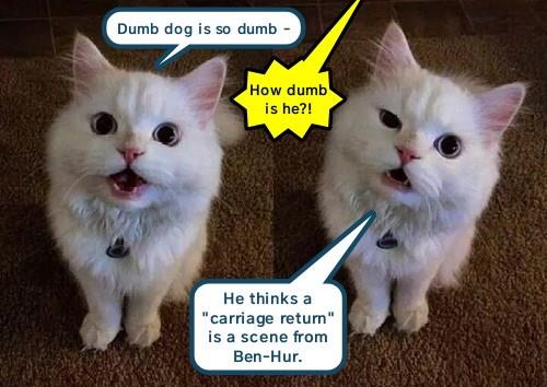 Classic canine confusion - Lolcats - lol | cat memes | funny cats ...
