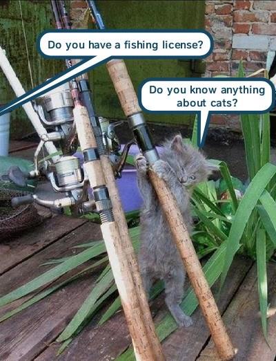 That's a 'no' - Lolcats - lol | cat memes | funny cats | funny cat ...