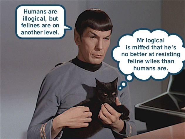 Spock's logic defeated - Lolcats - lol | cat memes | funny cats | funny ...