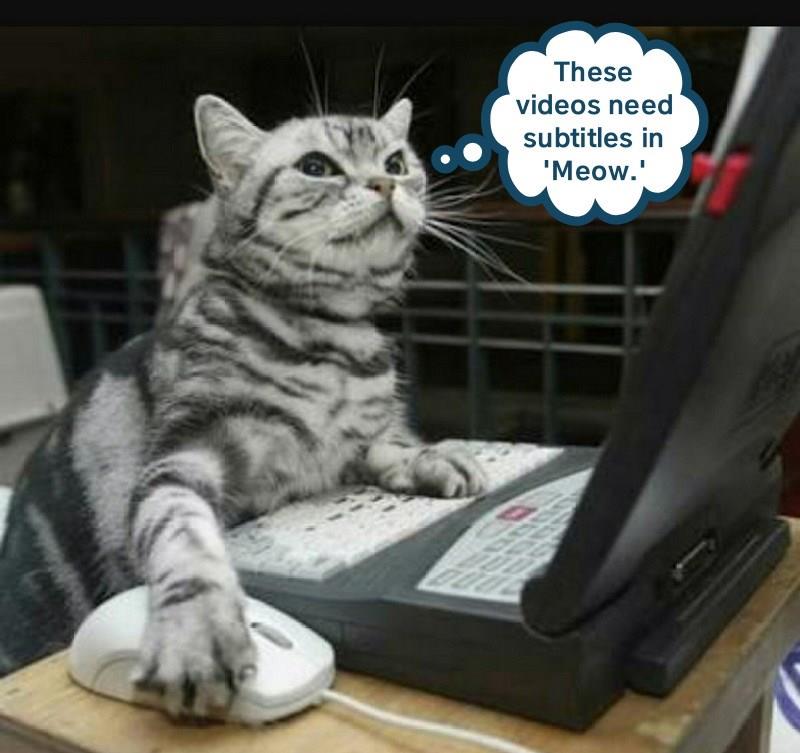 Furrin' language translation requested - I Can Has Cheezburger?