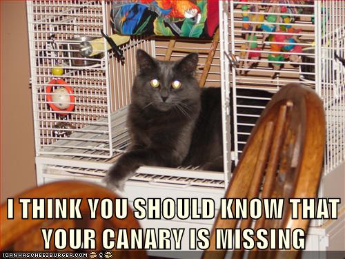 I THINK YOU SHOULD KNOW THAT YOUR CANARY IS MISSING - Lolcats - lol ...