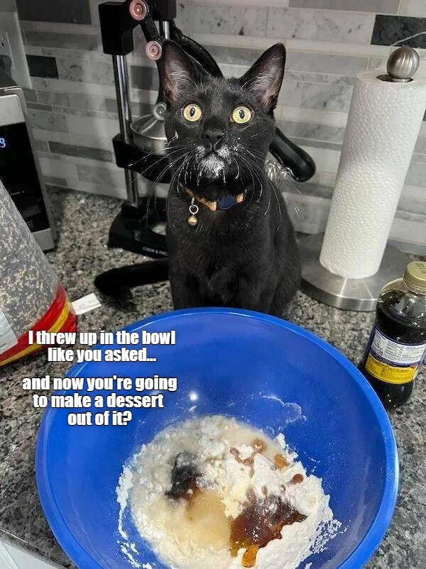 Alright Hoomin, Enough Food Channel For Today - Lolcats - lol | cat ...
