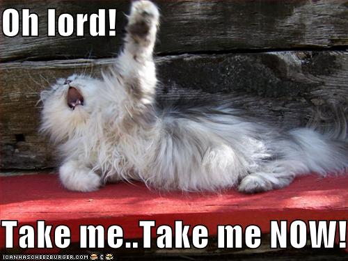 Oh lord! Take me..Take me NOW! - Cheezburger - Funny Memes | Funny Pictures