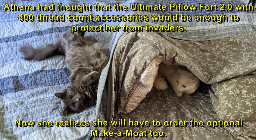 Make-a-Moat. - Lolcats - lol | cat memes | funny cats | funny cat ...