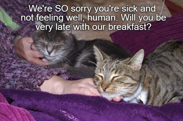 That would be a real tragedy - Lolcats - lol | cat memes | funny cats ...