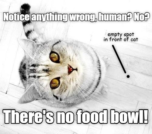 Spot the mistake - Lolcats - lol | cat memes | funny cats | funny cat ...