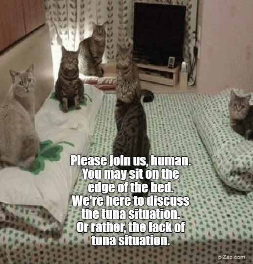 This is a serious matter - Lolcats - lol | cat memes | funny cats ...