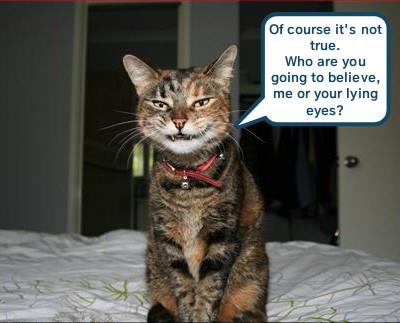 Trust me, I have no vested interest at all - Lolcats - lol | cat memes ...