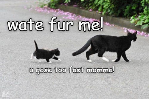 slow down! - Lolcats - lol | cat memes | funny cats | funny cat ...