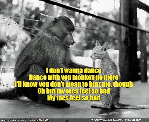 I DON'T WANNA DANCE - Lolcats - lol | cat memes | funny cats | funny ...