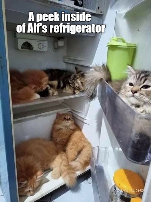 Times were tough after the tv show was cancelled - Lolcats - lol | cat ...