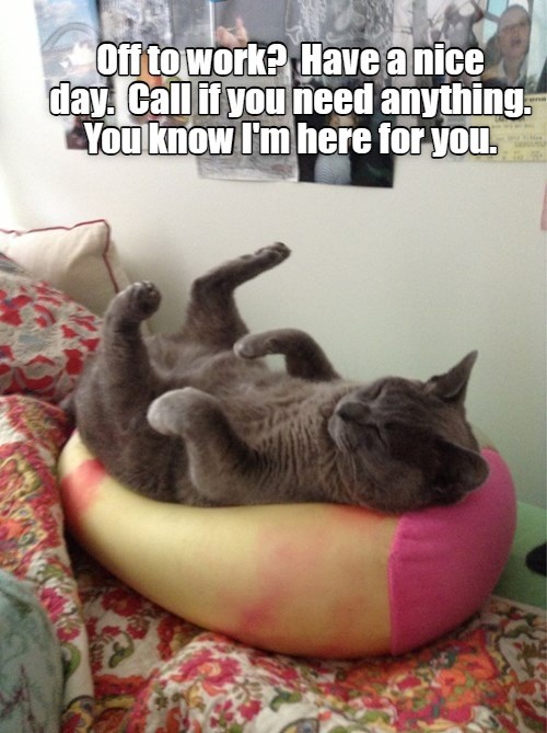 Right here for you, napping. - Lolcats - lol | cat memes | funny cats ...