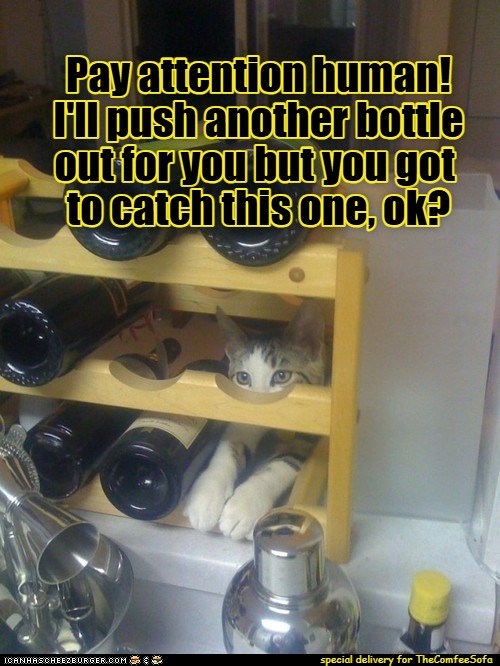 Special delivery - Lolcats - lol | cat memes | funny cats | funny cat ...