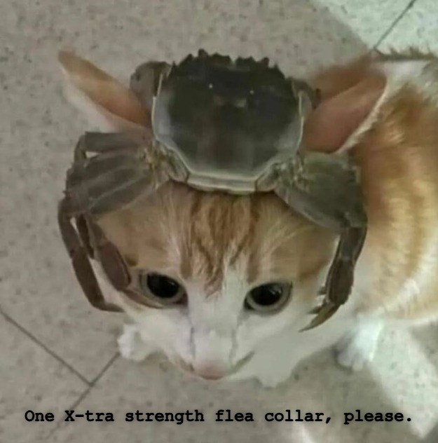 One X-tra strength flea collar, please - Lolcats - lol | cat memes ...