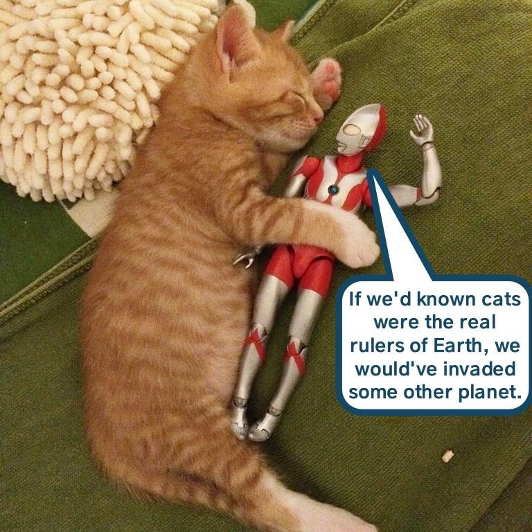 Reconnaissance fail - Lolcats - lol | cat memes | funny cats | funny ...