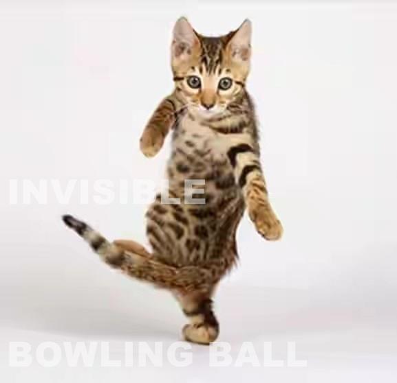 INVISIBLE BOWLING BALL - Lolcats - lol | cat memes | funny cats | funny ...