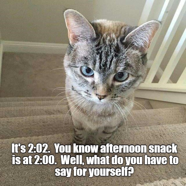 It's 2:02 - Lolcats - lol | cat memes | funny cats | funny cat pictures ...