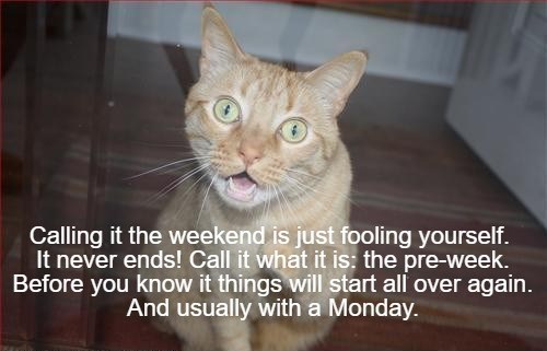 Stop fooling yourself! - Lolcats - lol | cat memes | funny cats | funny ...