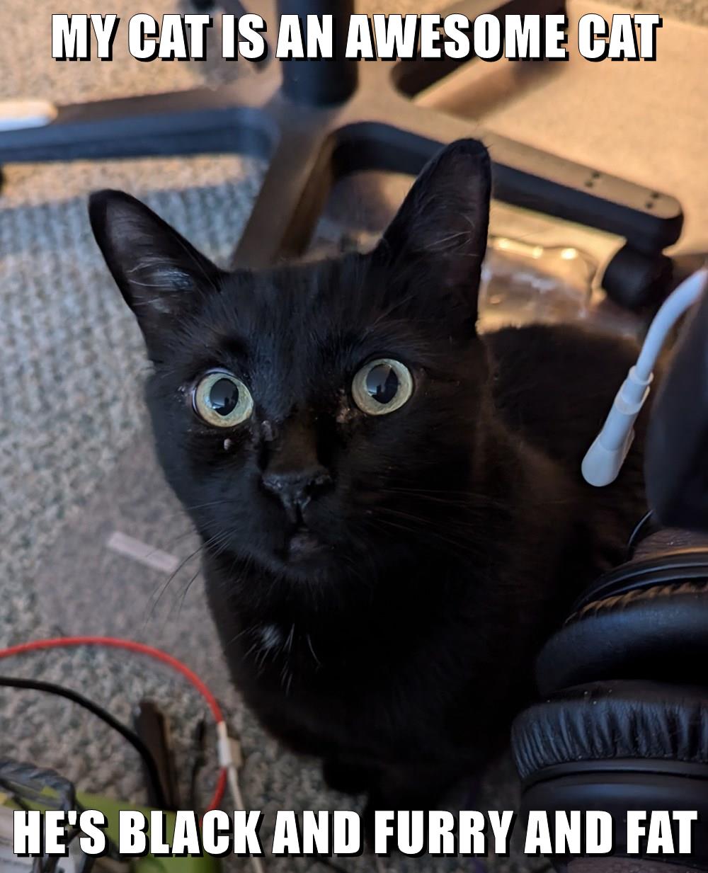 AWESOME CAT - Lolcats - lol | cat memes | funny cats | funny cat pictures with words on them ...