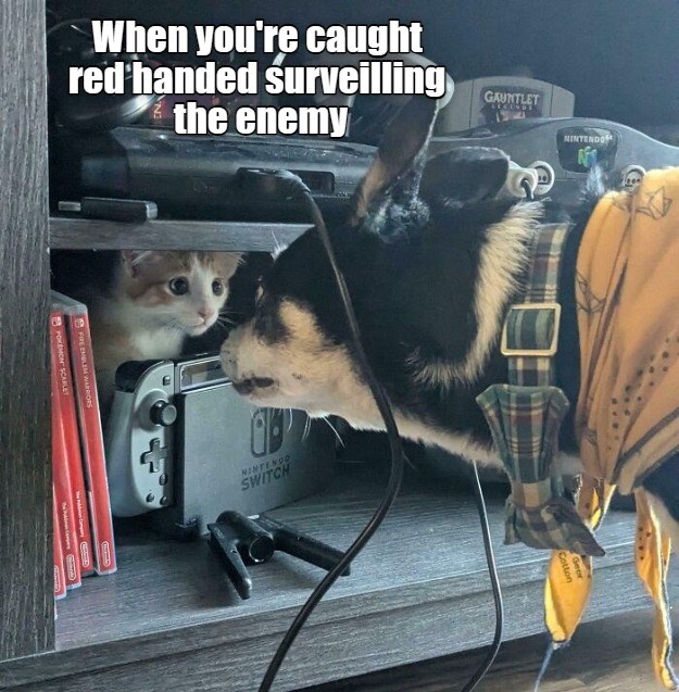 Not A Very Good FurBI Agent - Lolcats - lol | cat memes | funny cats ...