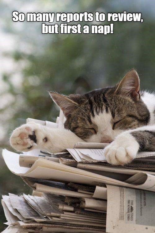 nap nap nap - Lolcats - lol | cat memes | funny cats | funny cat ...