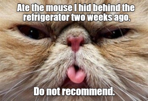 Do not recommend - Lolcats - lol | cat memes | funny cats | funny cat ...
