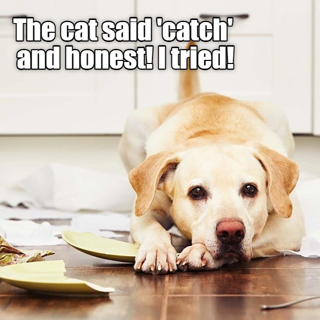 The cat said 'catch' - Animal Comedy - Animal Comedy, funny animals ...