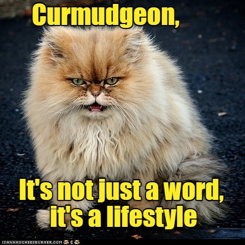 Take my temperature & you'll find it's ill. - Lolcats - lol | cat memes ...