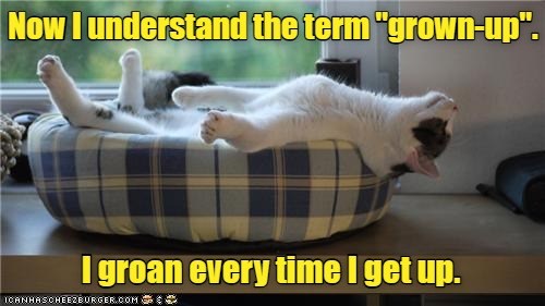 Every grown-up wants to be a cat. - Lolcats - lol | cat memes | funny ...