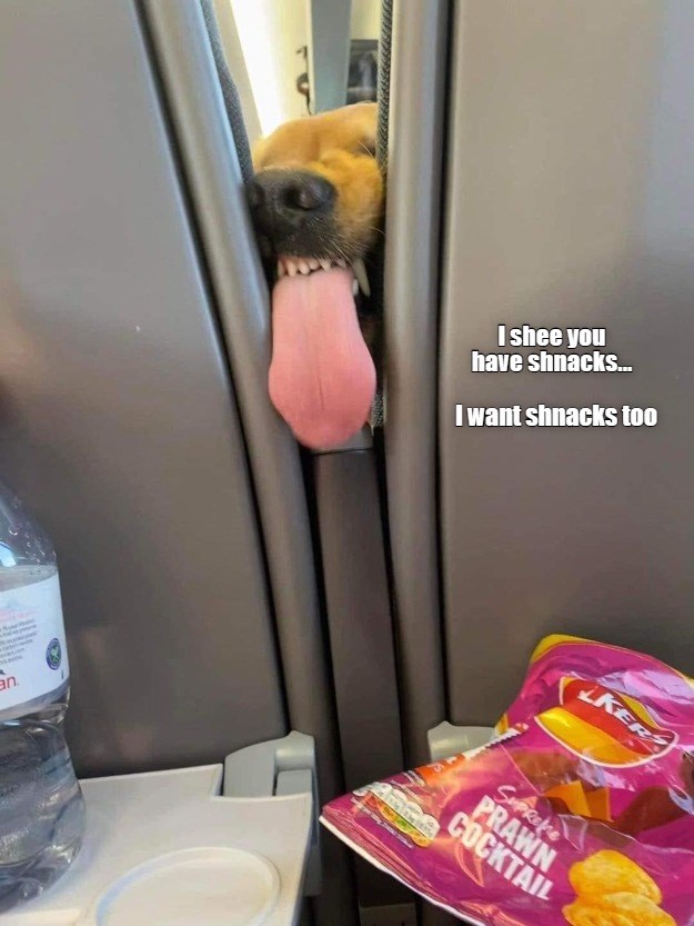 Give Me Your Shnacks - Animal Comedy - Animal Comedy, funny animals ...