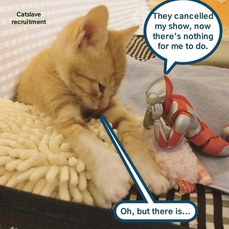 It takes all kinds - Lolcats - lol | cat memes | funny cats | funny cat ...