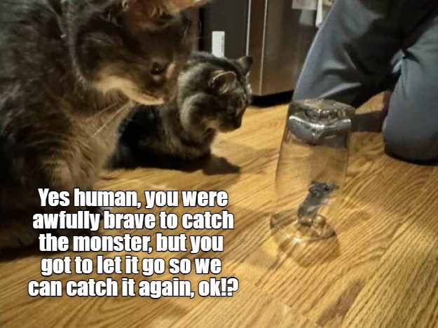 mouse catching is a cat's job - Lolcats - lol | cat memes | funny cats ...