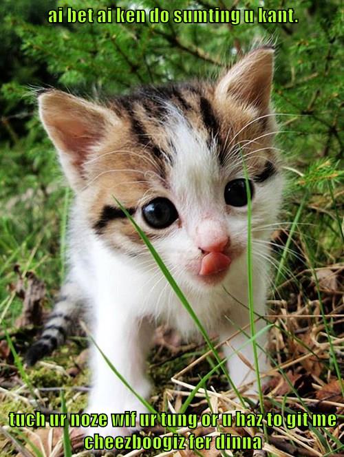 tuch ur noze wif ur tung or u haz to git me cheezboogiz fer dinna - Lolcats - lol | cat memes ...