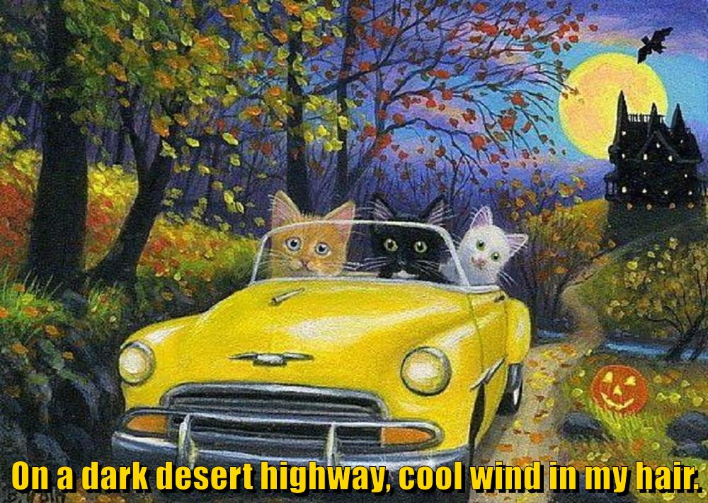 On a dark desert highway, cool wind in my hair. - Lolcats - lol | cat ...