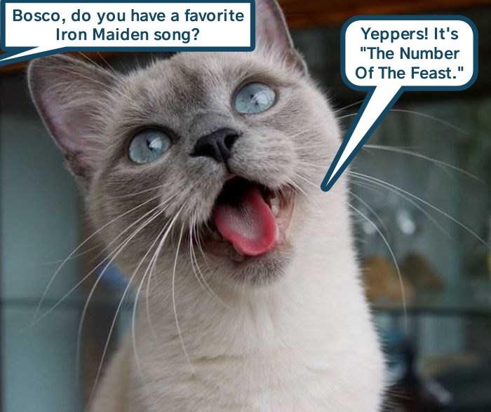 Close - Lolcats - lol | cat memes | funny cats | funny cat pictures ...