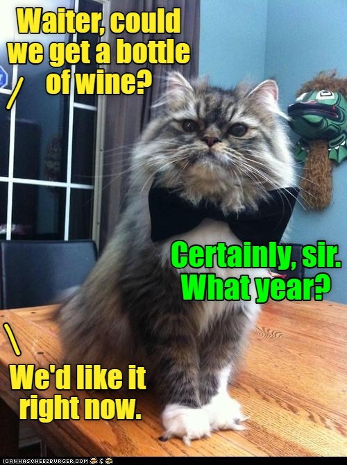 Wonderfully weird waiter. - Lolcats - lol | cat memes | funny cats ...