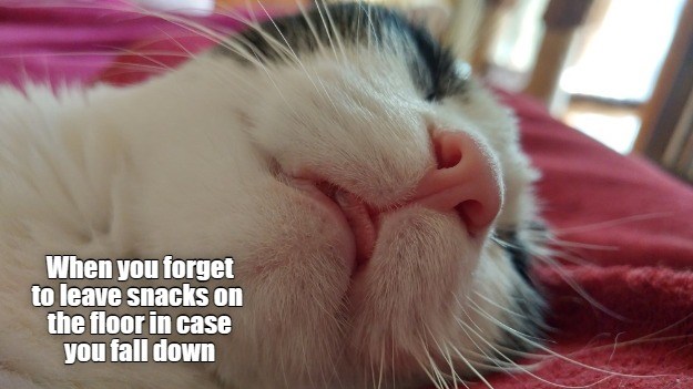 Darn It - Lolcats - lol | cat memes | funny cats | funny cat pictures ...