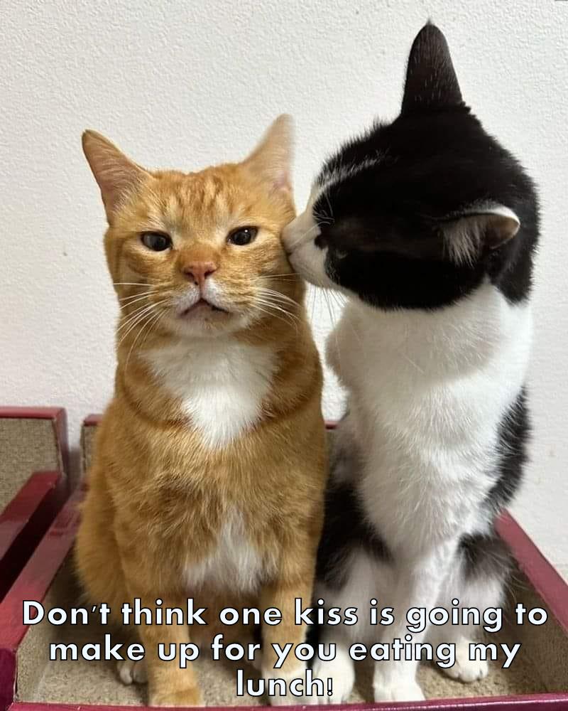 Only one kiss? - Lolcats - lol | cat memes | funny cats | funny cat pictures with words on them ...