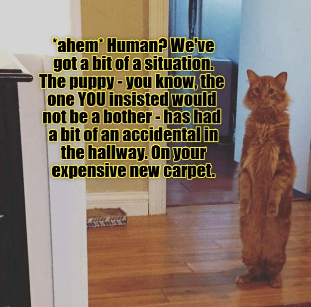 *ahem* Human? - Lolcats - lol | cat memes | funny cats | funny cat ...