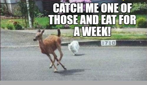 CATCH ME ONE OF THOSE AND EAT FOR A WEEK! - Lolcats - lol | cat memes ...