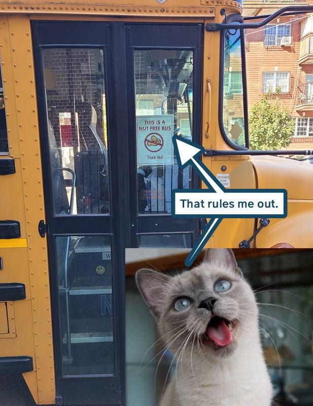 Nah, you're not nutty! Just silly. - Lolcats - lol | cat memes | funny ...