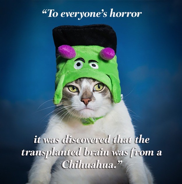 Little-known lines from classic horror literature #236 - Lolcats - lol ...