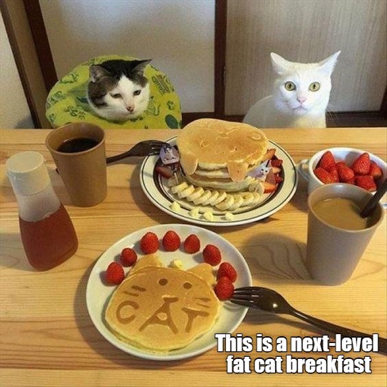 But I Wanted Tuna Pancakes - Lolcats - lol | cat memes | funny cats ...