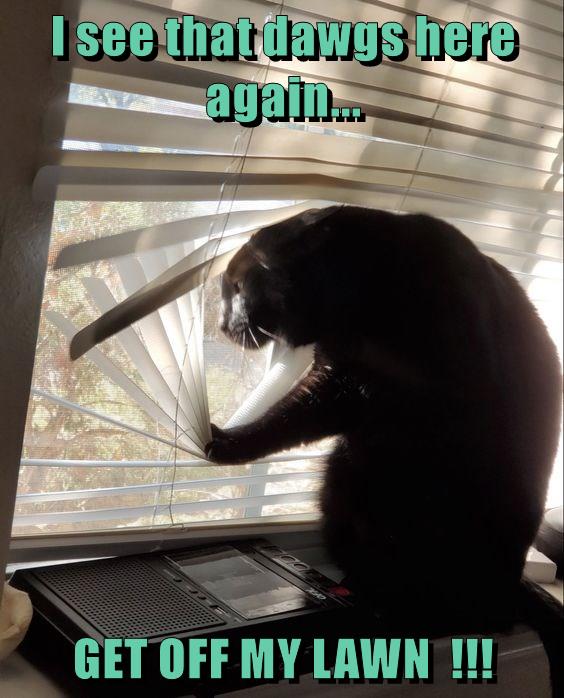GET OFF MY LAWN!!! - Lolcats - lol | cat memes | funny cats | funny cat ...
