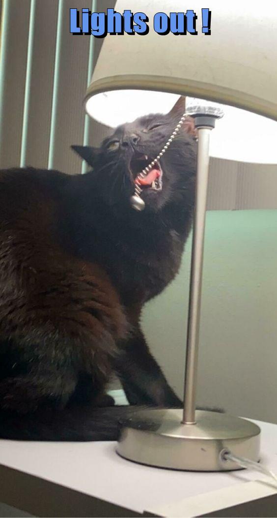 Lights out ! - Lolcats - lol | cat memes | funny cats | funny cat ...