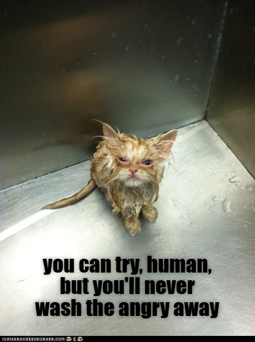 you can try, human, but you'll never wash the angry away - Lolcats ...